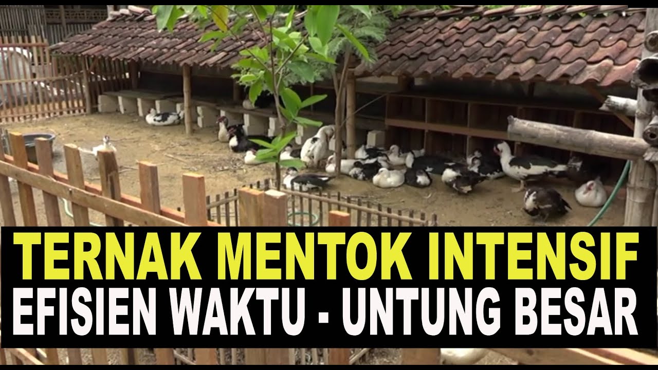 CARA BUDIDAYA ENTOK INTENSIF CEPAT PANEN - YouTube