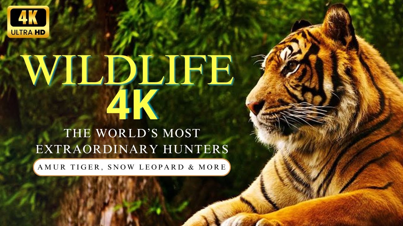 The World’s Most Extraordinary Hunters: Amur Tiger, Snow Leopard & More ...