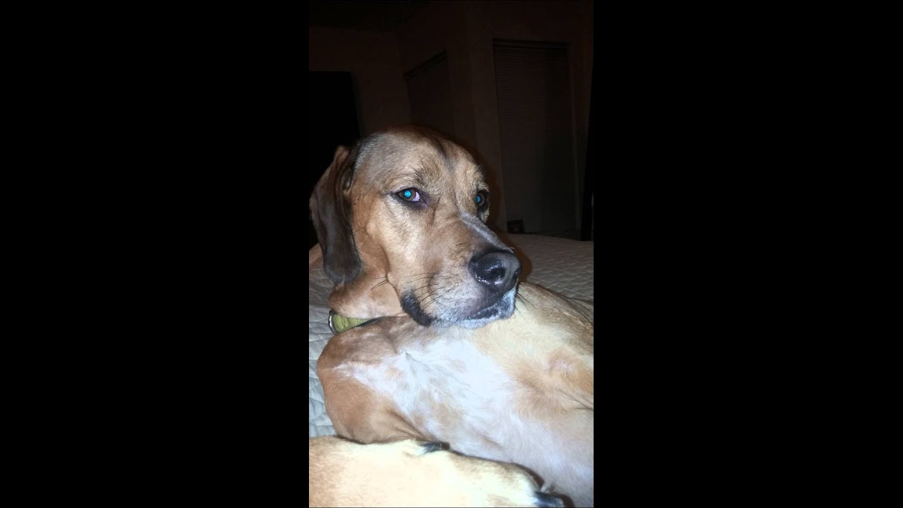 The dog wins the sighing contest - YouTube