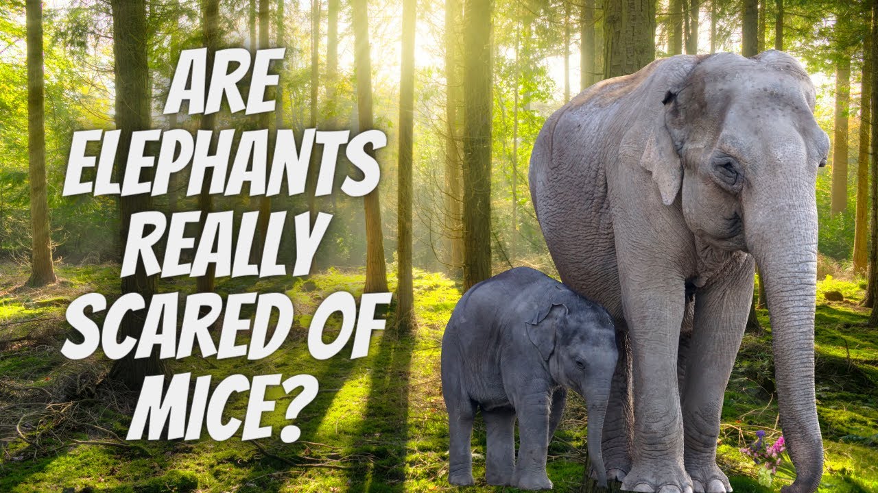 Do Elephants Fear Mice? Separating Fact from Fiction #amazingfacts # ...