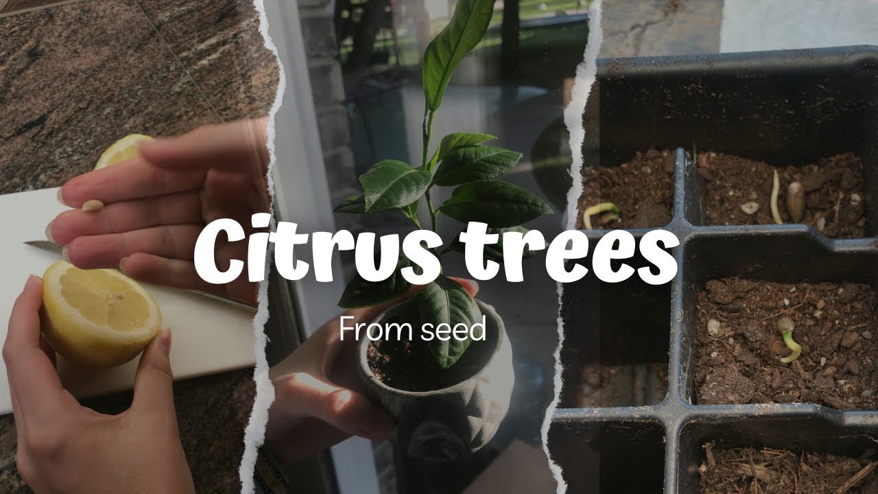 Step-by-Step Tutorial/Grow Your Own Trees/From SEED - YouTube