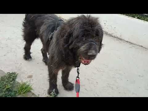 Onix - Metis Ciobanesc Corb Cu Mioritic (Barac) De 3 Ani 💪🐕🐕‍🦺💣 | Rase ...