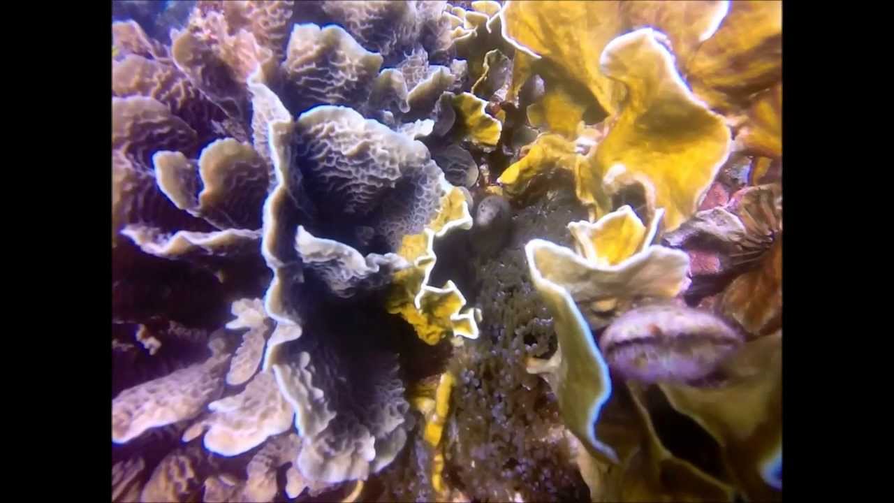 Peces del Caribe - YouTube