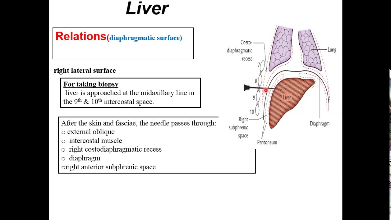 anatomy of liver & portal vein - YouTube