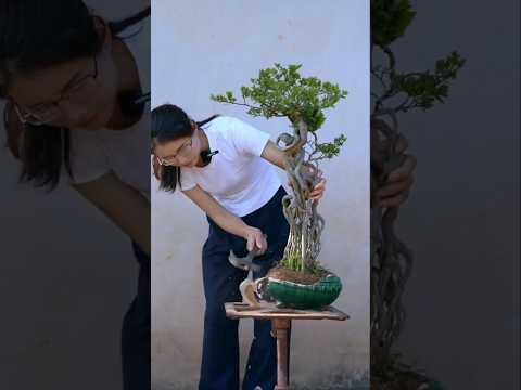 The Beauty of Bonsai #bonsai #bonsaitree #shorts