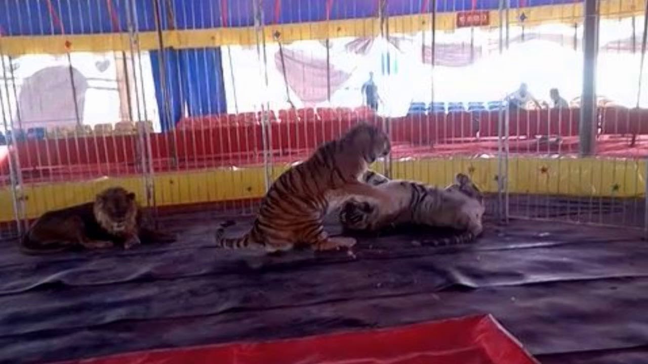 Two big male tiger fight 兩只大雄虎打鬥 - YouTube