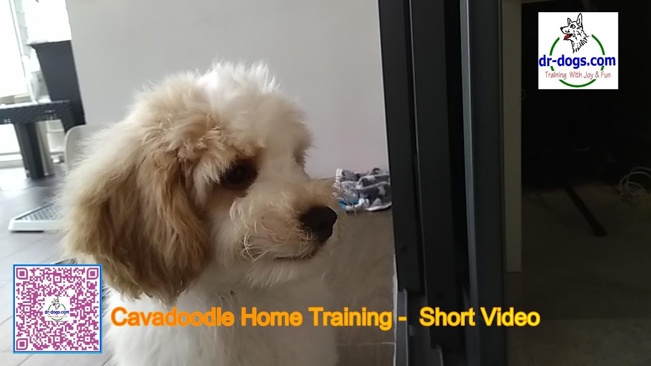 Cavadoodle Training Short Video - YouTube