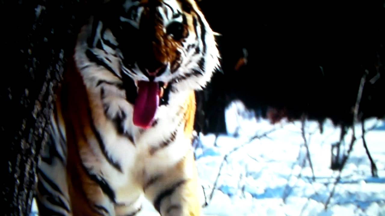 Wild Tiger makes human voice sound - YouTube