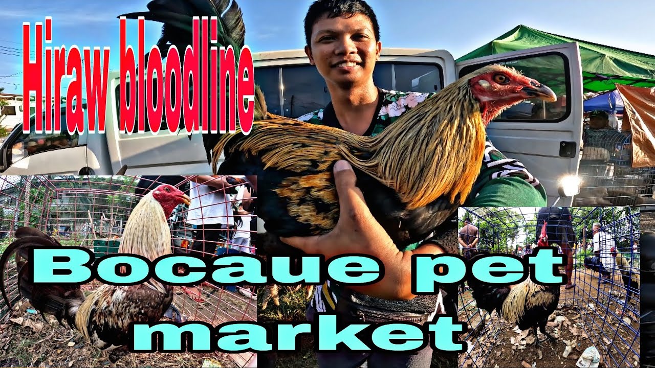 Hiraw bloodline, Bocaue pet market - YouTube