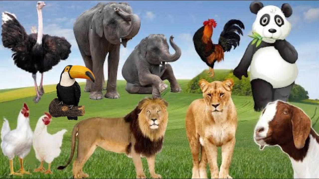 Wild Animal History Around Us: Panda, Lion, Ostrich, Elephant, Goat ...