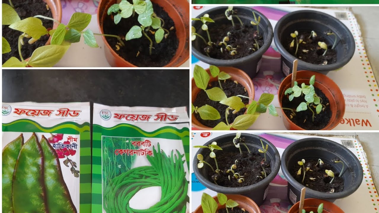 Bangladeshi shim and borboti indoor plants update. - YouTube