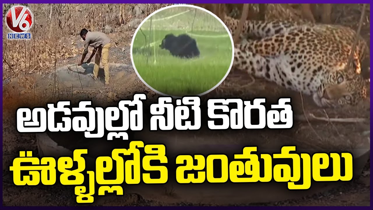 Forest Animals Facing Problems With Water Scarcity In Karimnagar | V6 ...