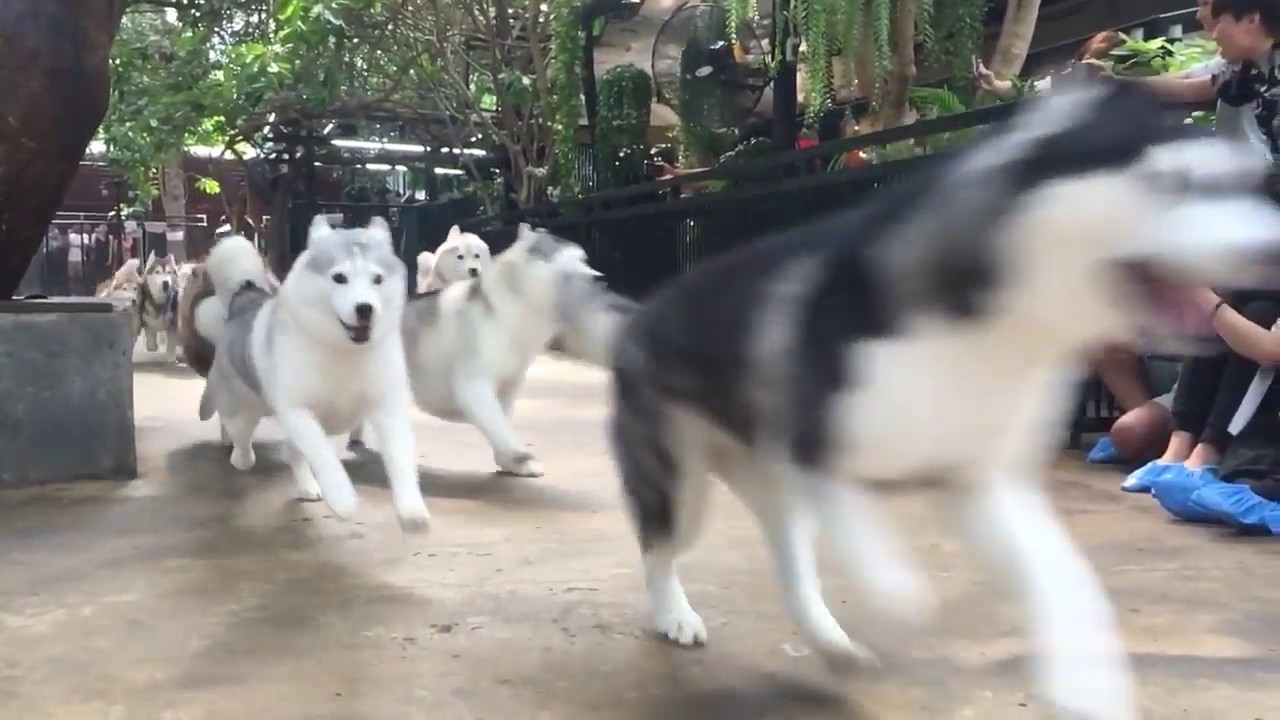 HUSKY STAMPEDE! - TrueLove at Neverland (HUSKY CAFE - Bangkok, Thailand ...