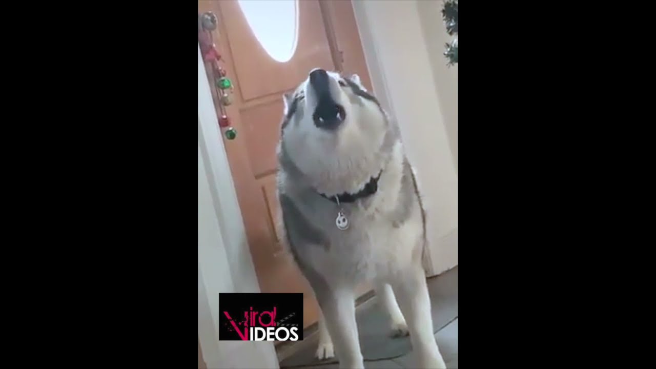 PERRO GRITANDO COMO HUMANO !! (DOG SCREAMING LIKE HUMAN) - YouTube