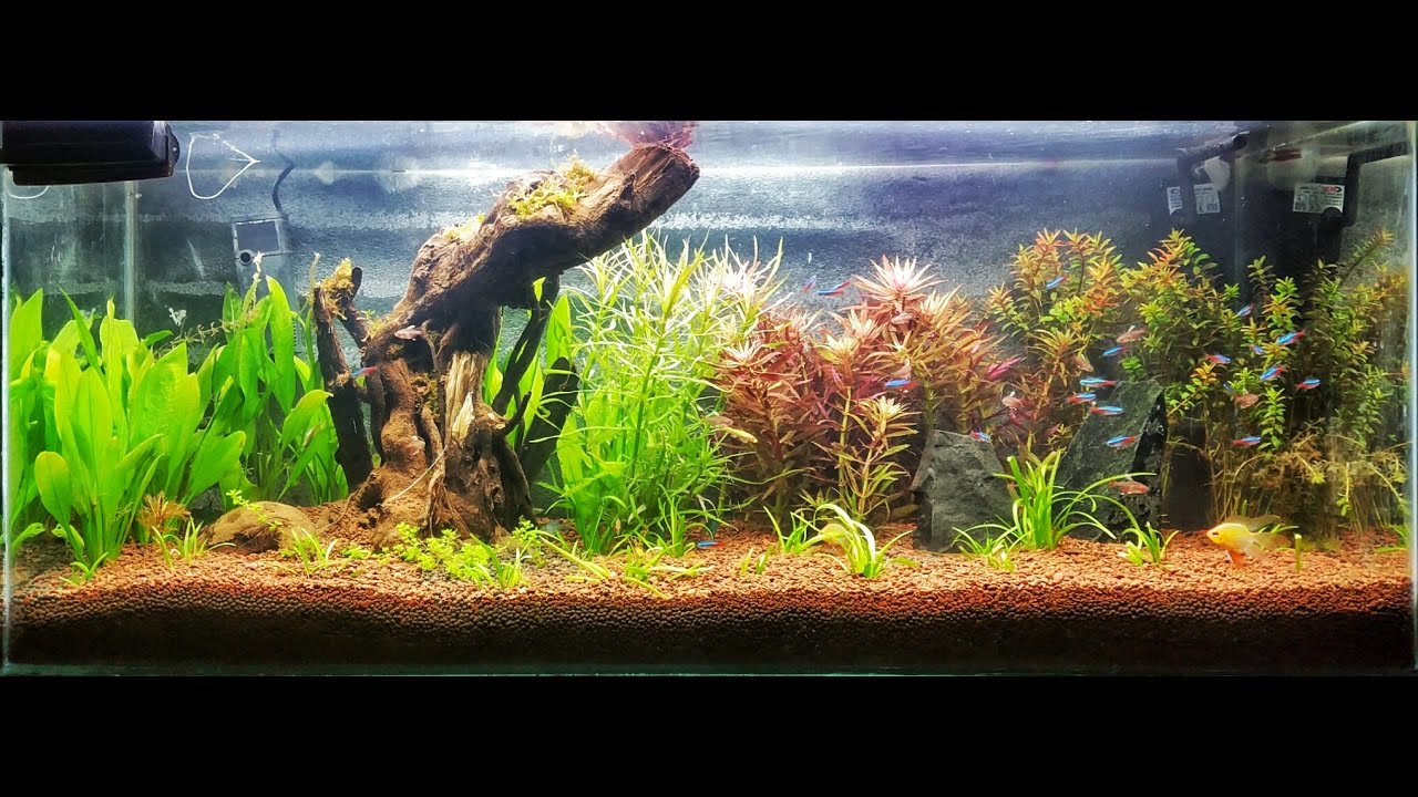 How to setup Planted fish tank !! | DIY AQUARIUM - YouTube