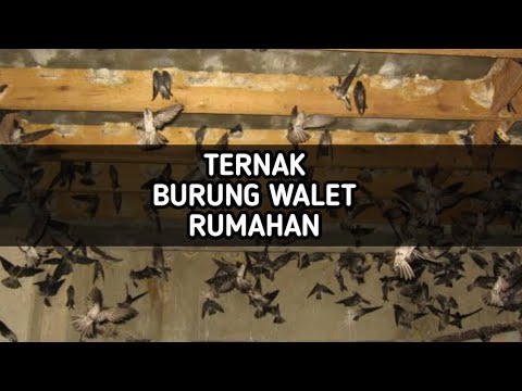 TERNAK BURUNG WALIT SETELAH REHAT SATU BULAN | BURUNG WALET RUMAHAN ...