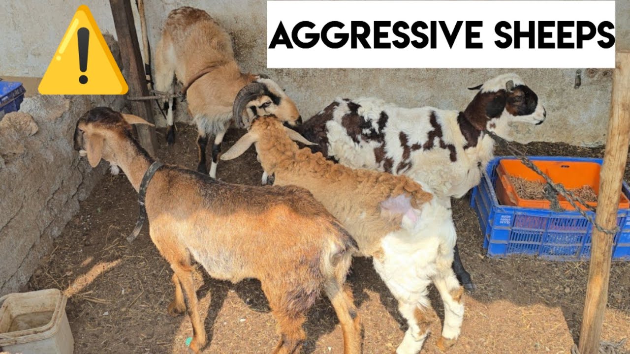 Aggressive Sheeps collection available in Hyderabad | Nellore Brown ...