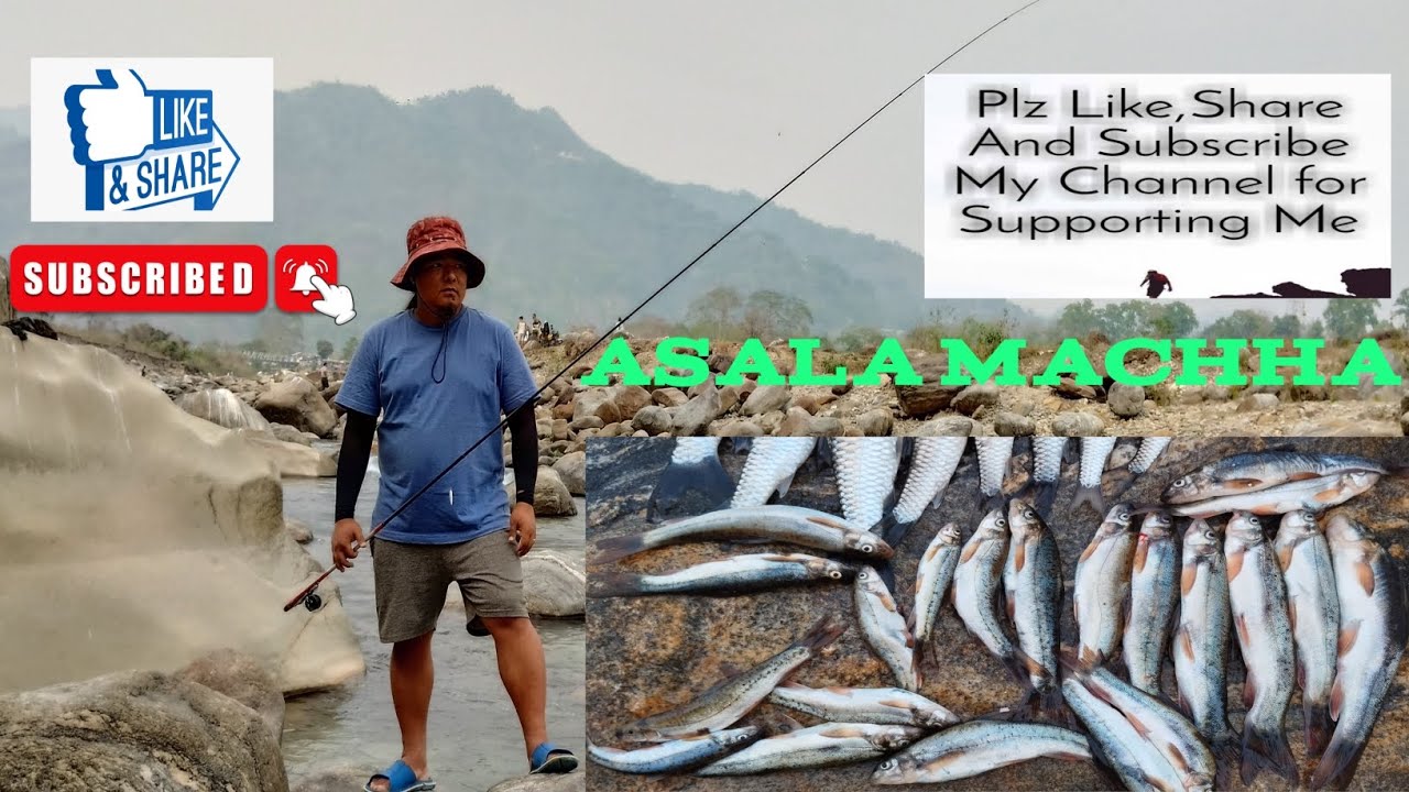 Dudhay khola ko asala machha/himalaya trout/ - YouTube