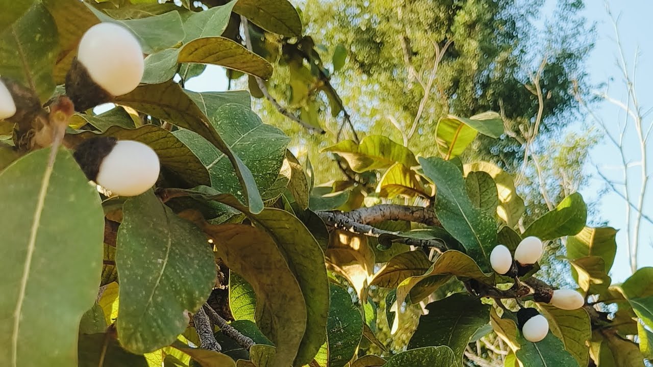 White Biba treekya hai safed belwa Ibhilawa available call7987636297 ...