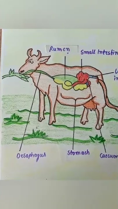 how to make easy chart on digestive system of ruminant 2022 - YouTube