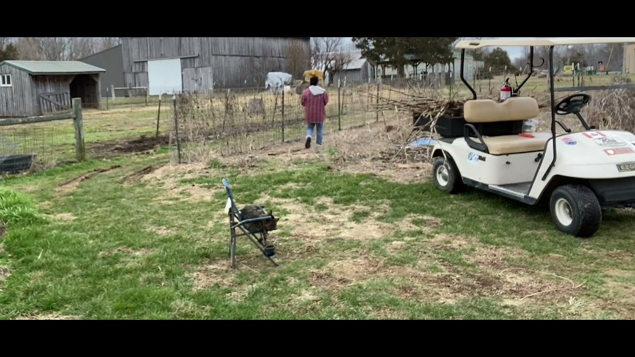 Amazing Cat supervisor @MadamGraceFrances #cats #pets #animals #viral # ...