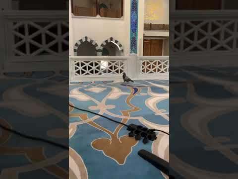Çamlıca Camii'de Kur'an-ı Kerim Dinleyen Güvercin 🕊️