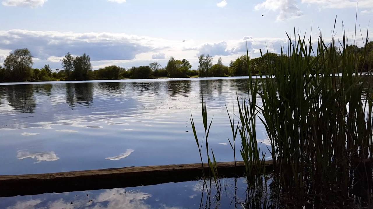 Spawning fish at Linear Fisheries Oxlease lake - YouTube