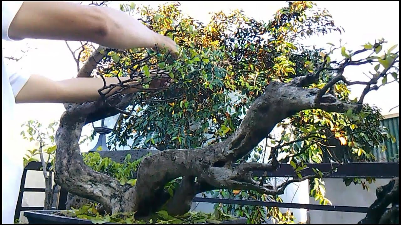 Trimming of Bignay Pugo Bonsai Tree #wbcbignaypugo - YouTube