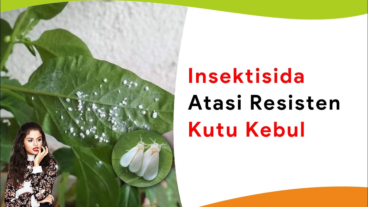 Racikan Insektisida Kendalikan Kutu Kebul yang Sudah Parah dan Resisten ...