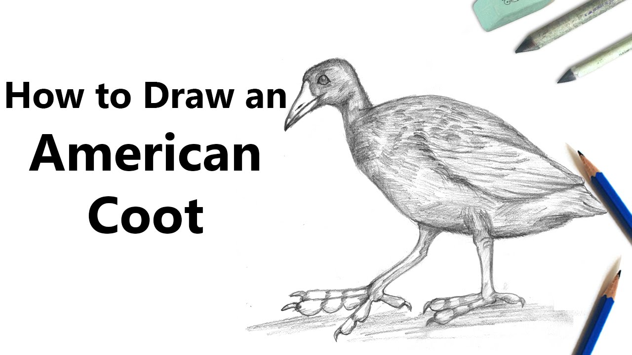 How to Draw an American Coot with Pencils [Time Lapse] - YouTube