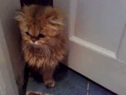 timmy the cat - YouTube