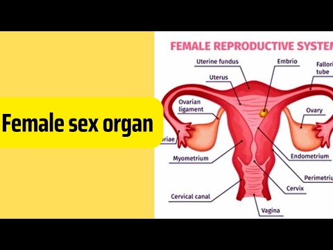 Female sex organ: female reproductive system..... - YouTube