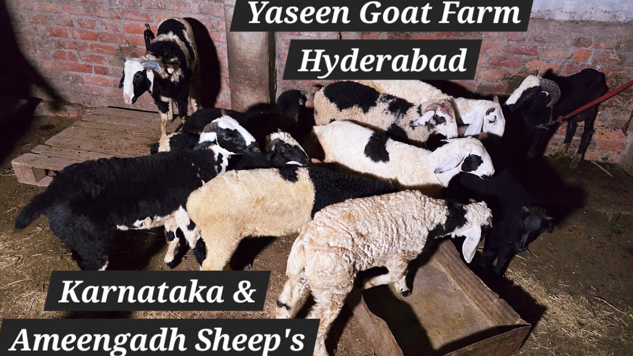 Karnataka & Ameengadh sheep's available in Hyderabad at Yaseen goat ...