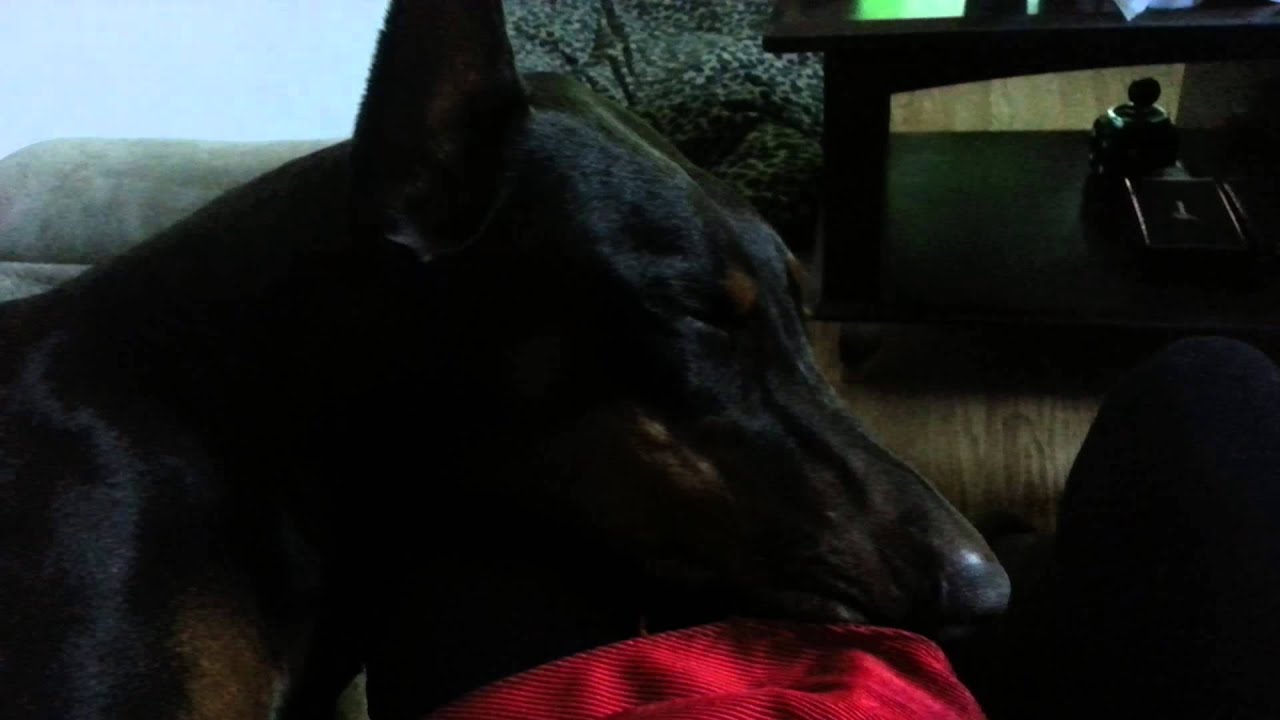 Doberman falling asleep - YouTube