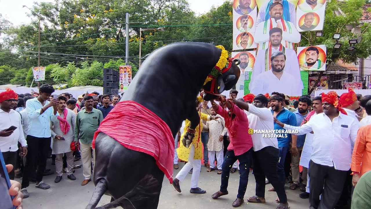 Sadar bull's Sammelan at NTR Stadium | Sadar Yadav🐂| Sadar 2024 Sayyata ...