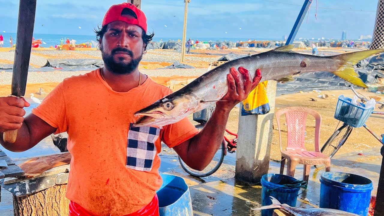 Fastest Barracuda Fish Cutting Skills | Yellowfin Tuna Fish cutting ...