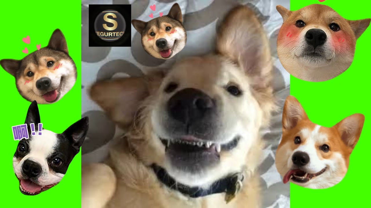 Comunicação Canina: Cachorro Surpreende ao Utilizar Aparelho para Falar ...