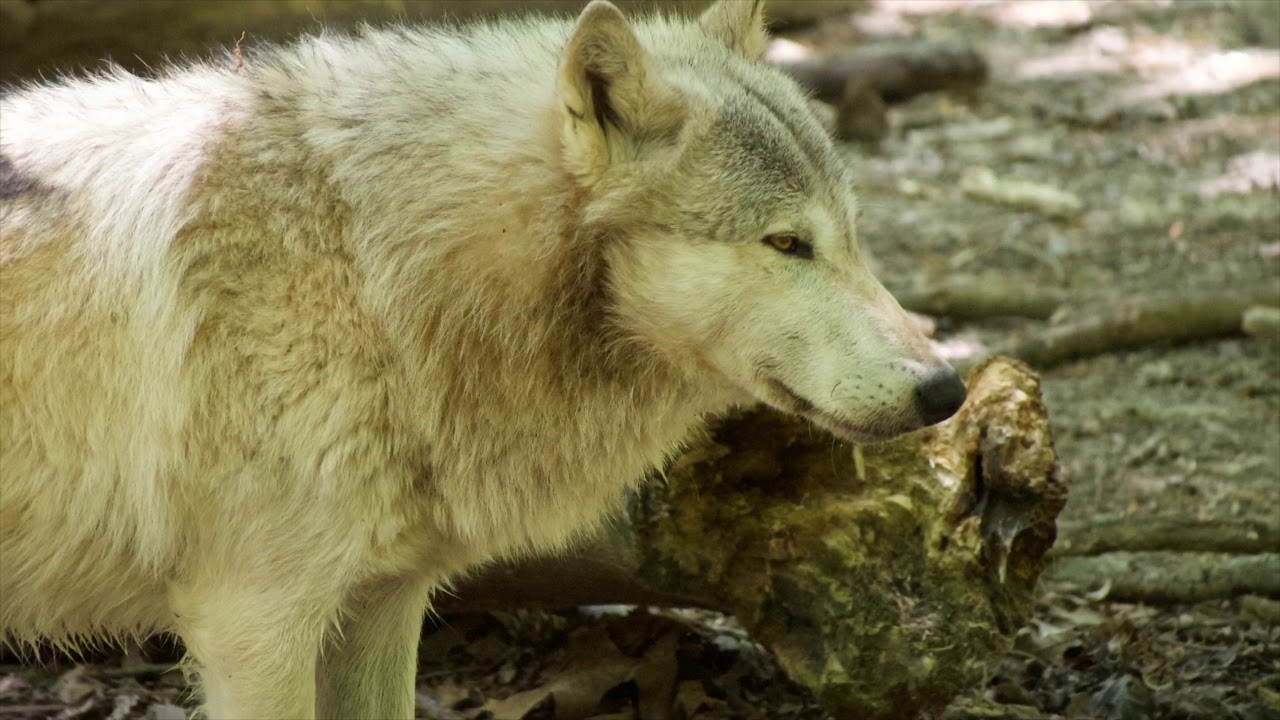 Spring Wolves 2020 - YouTube