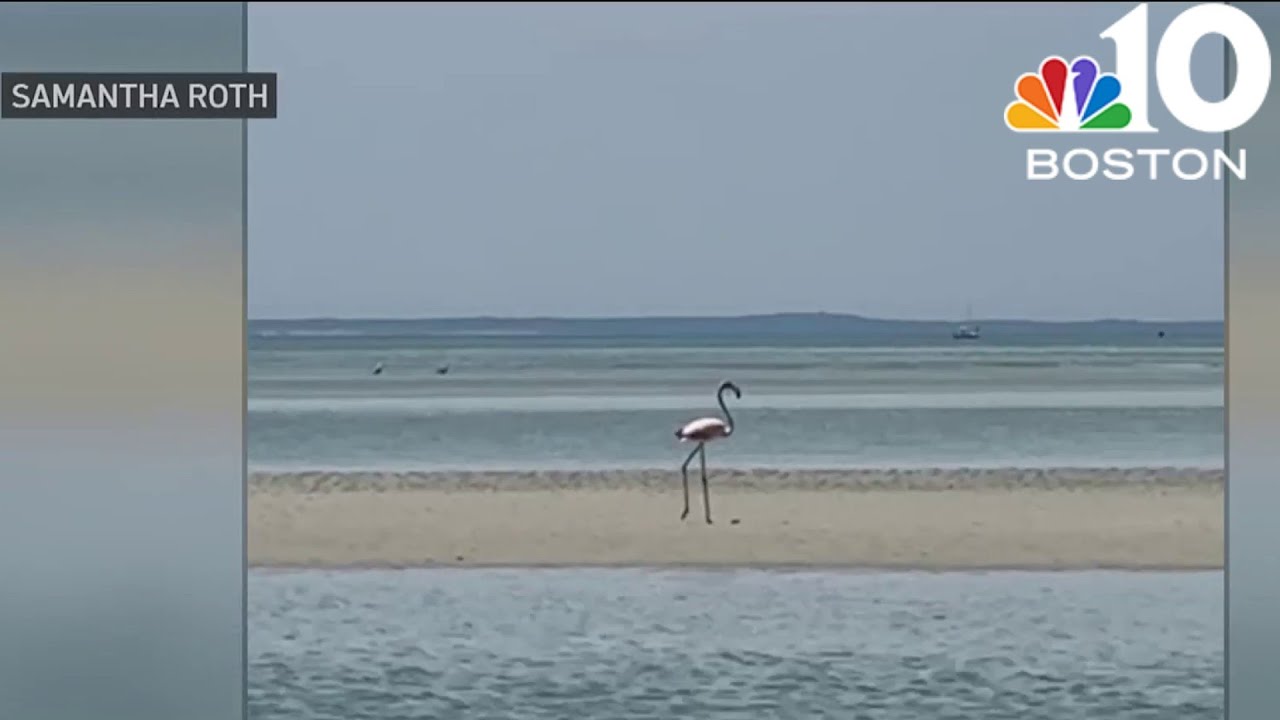 'The FLAMINGO???' How did the bird get to Cape Cod, of all places ...