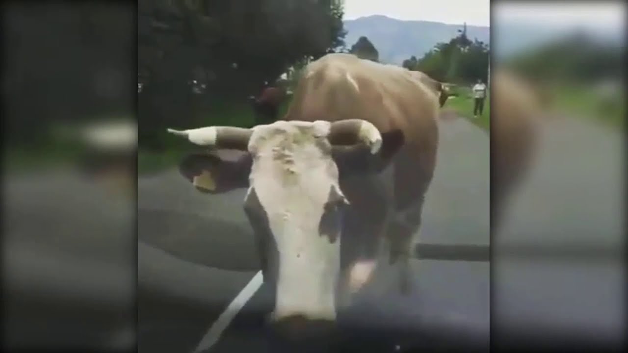 Man Vs Cow Funny Videos 2020 || Non Stop Smiling - YouTube