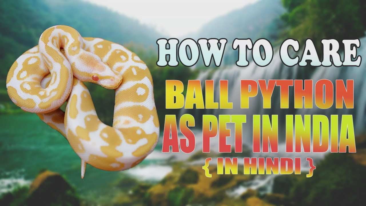How To Keep Ball Pythons As Pet In India ? - YouTube