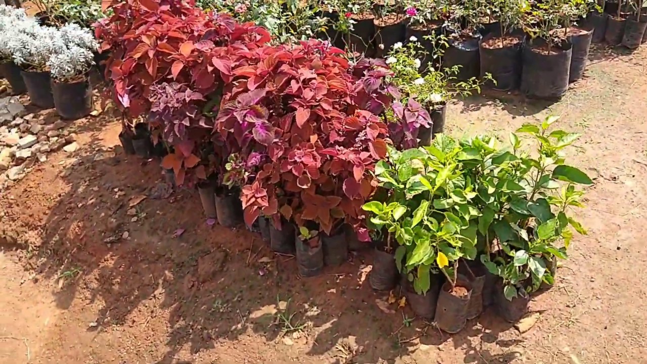 Nursery with Flowers on 11.11.2019 at Vemagiri on NH-16 Road near ...