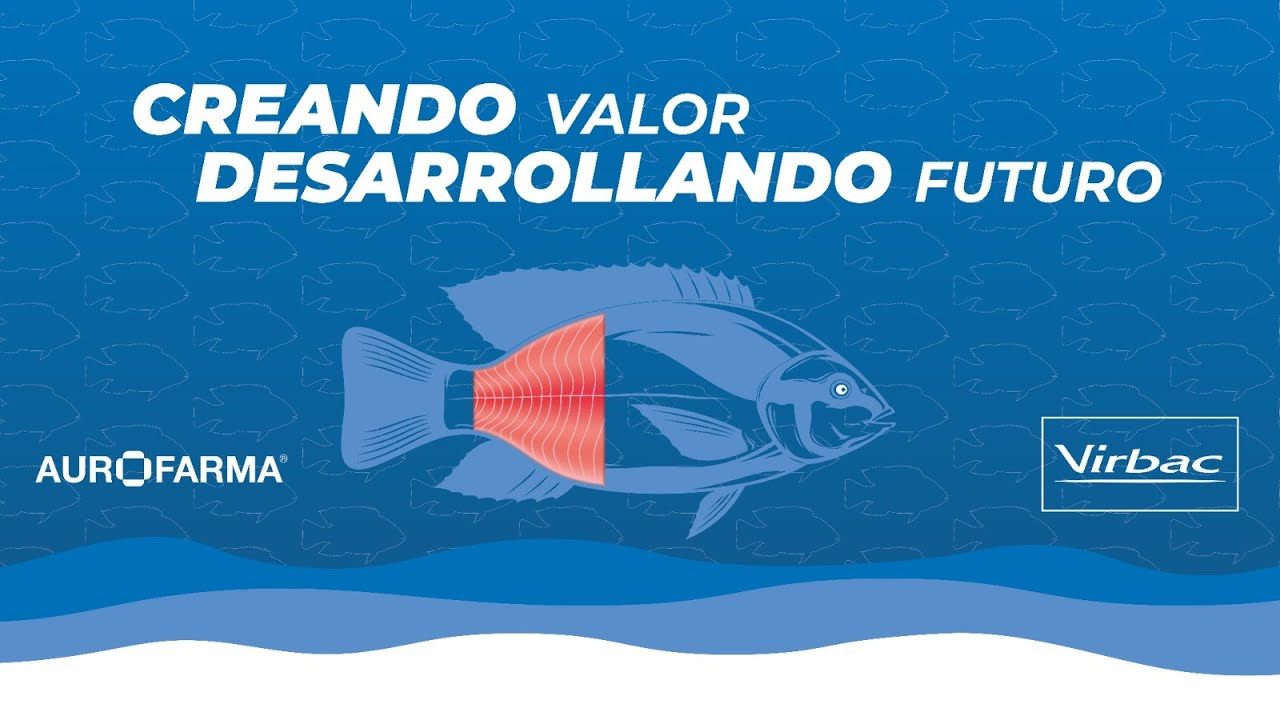 TILAVAC Vacuna activa contra Streptococco en Tilapia-Mojarra VIRBAC+AUROFARMA - YouTube