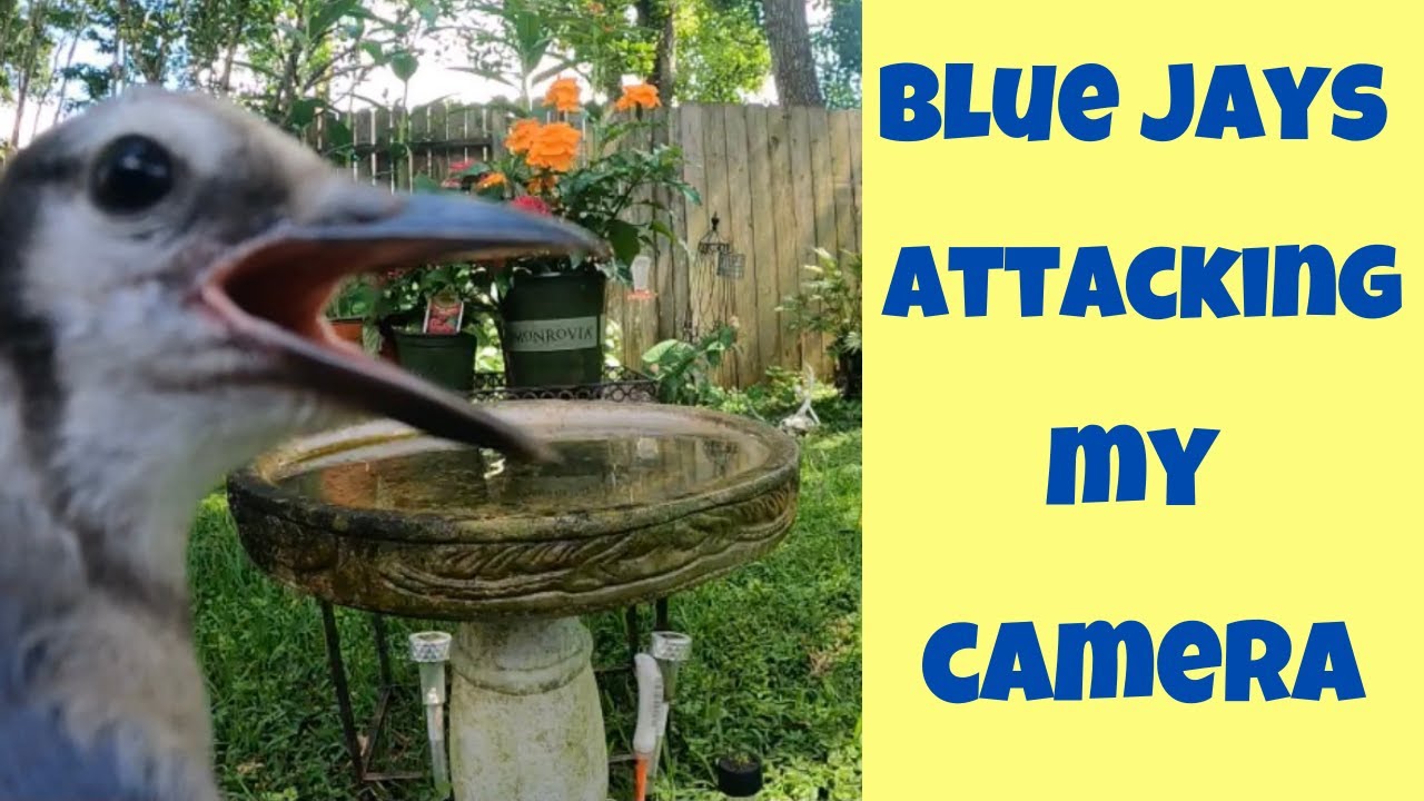 Blue Jays Attacking My Camera - Bird Bath Video - YouTube
