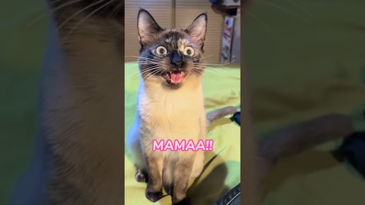 Humor gato “preguntando a papa” - YouTube