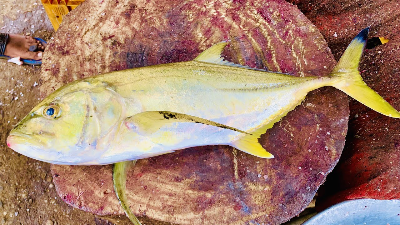 HIGH DEMAND YELLOW TREVALLY FISH CUTTING🔪 |KF FISHCUTS - YouTube