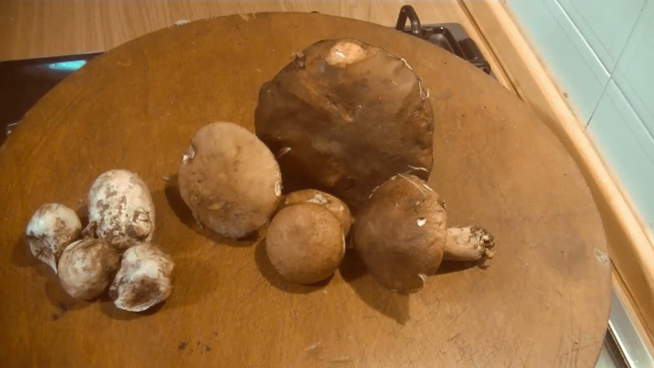 Porcini e ovuli di settembre. Sugo per delle fettuccine. - YouTube