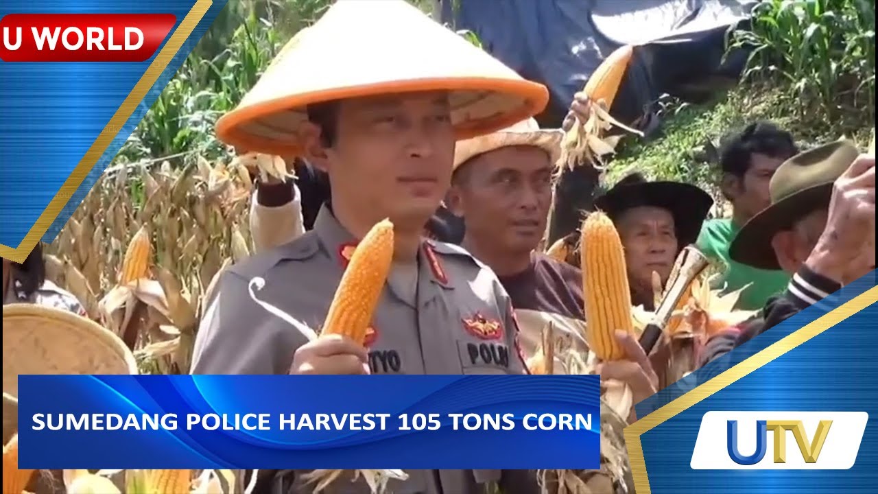 Sumedang Police Harvest 105 Tons Corn | U World | UTV - YouTube