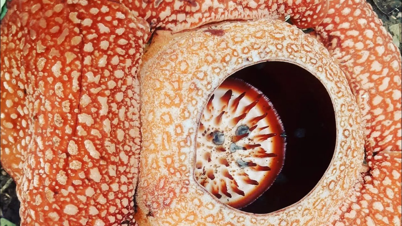 Eksplorasi Taman Konservasi Tanaman Endemik Bunga Rafflesia ...