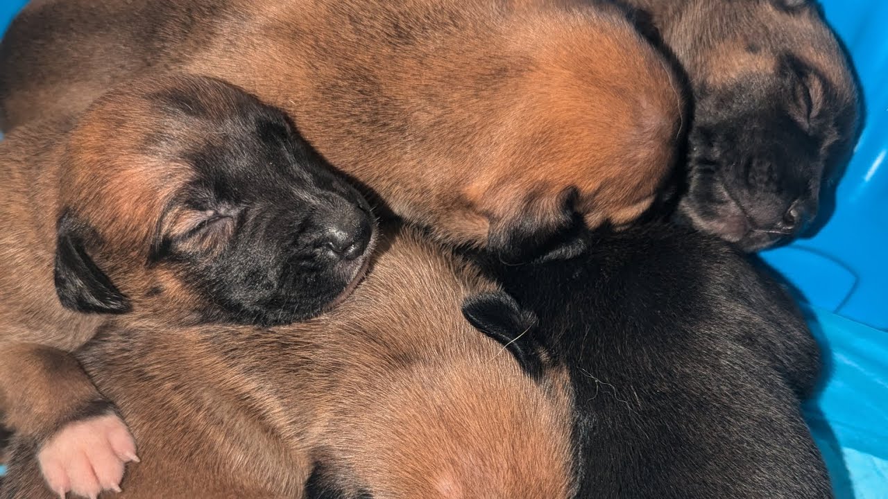 The Wolf pups are 2 weeks old and growing fast!! - YouTube